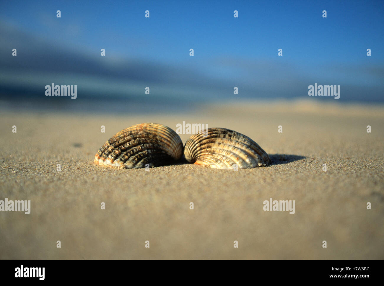 Common Cockle (Cerastoderma edule) open shell on beach sand, Europe ...