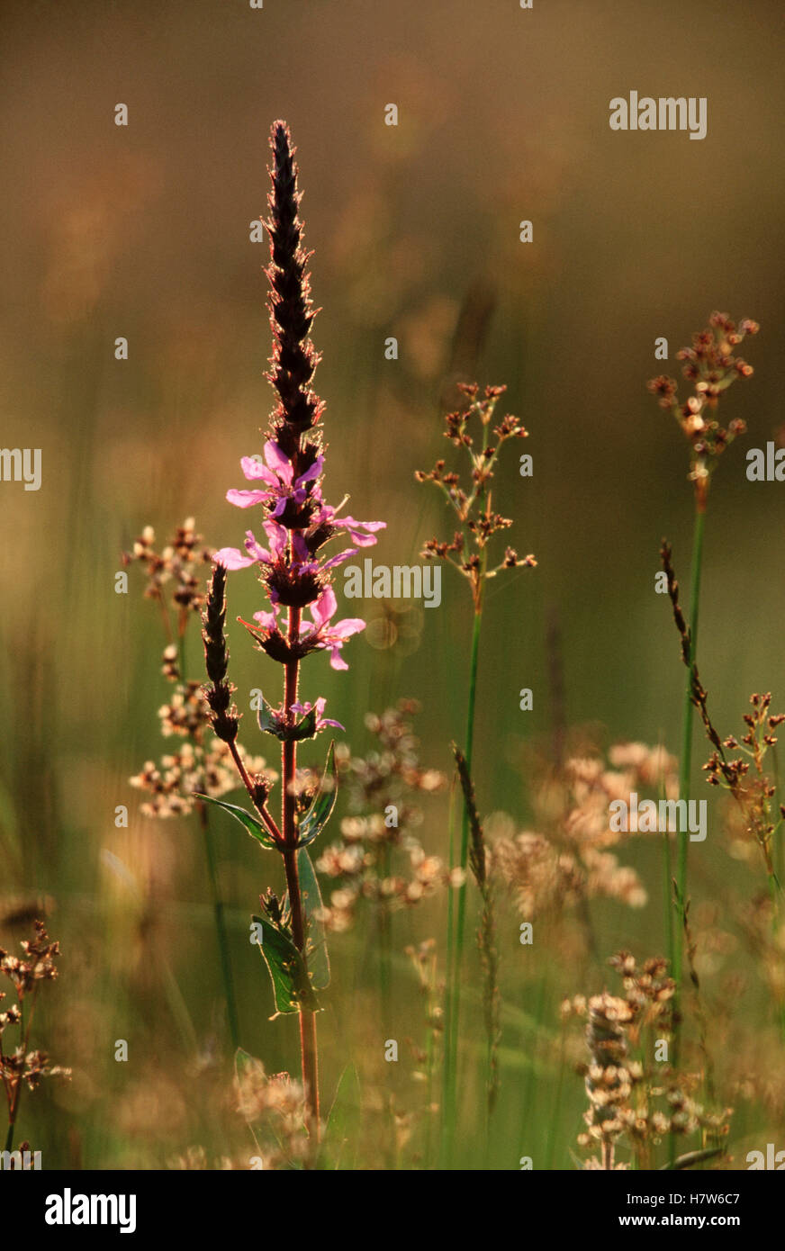 Purple Loosestrife (Lythrum salicaria) flowering invasive plant, native ...