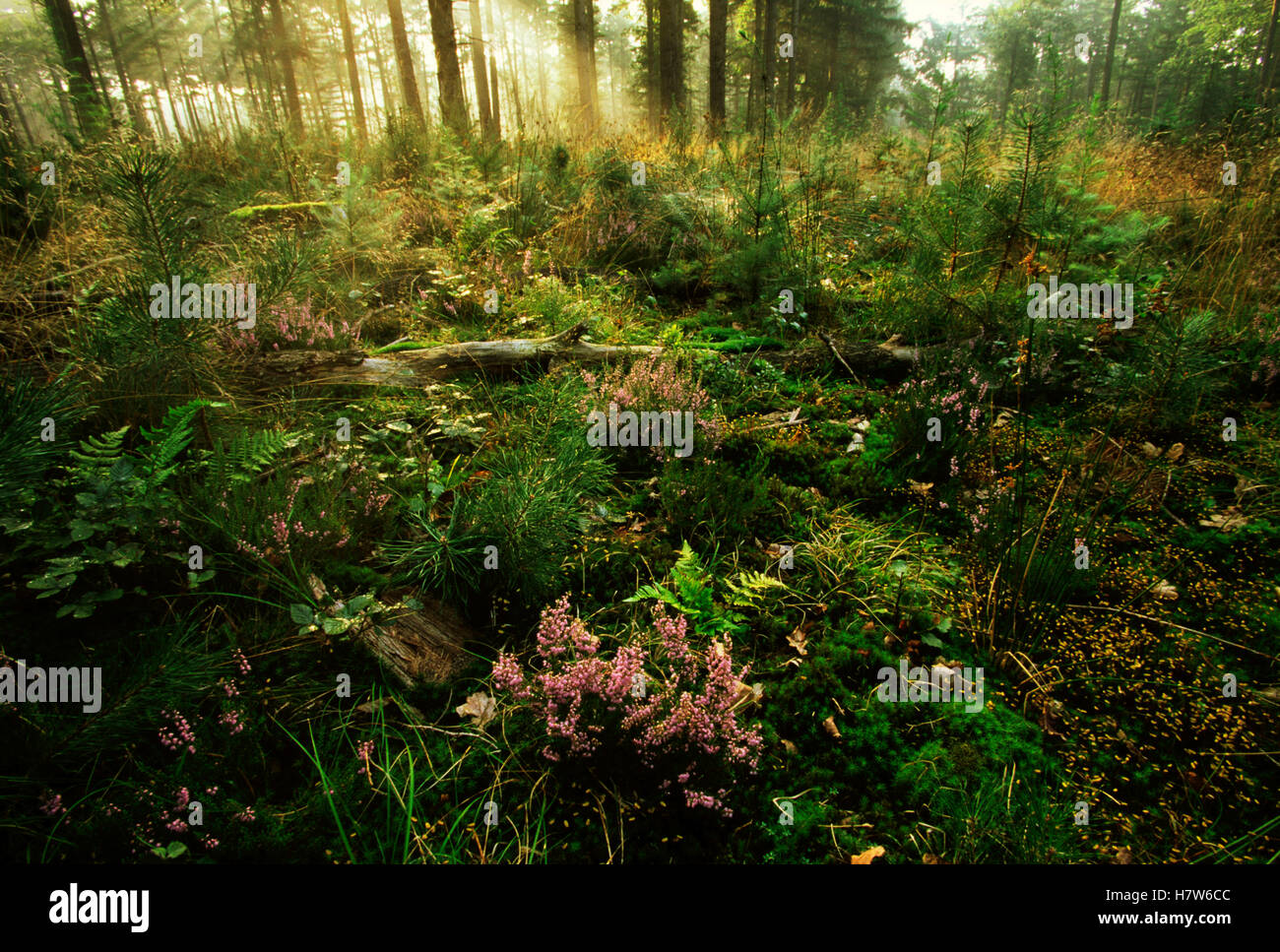 Morning light streaming through forest, Kootwijk region, Netherlands ...