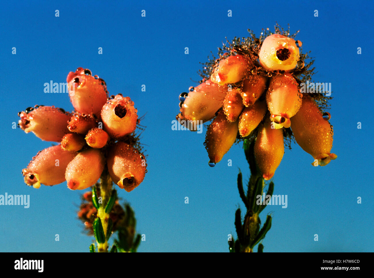 Cross-leaved Heath (Erica tetralix) flowering dwarf shrub, Europe ...