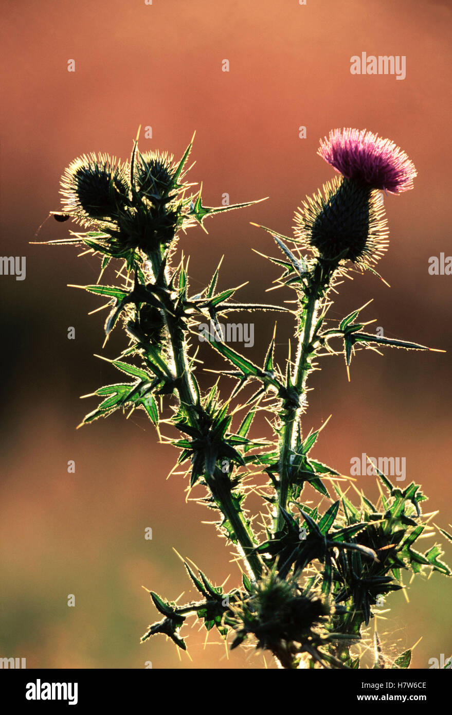 Common Thistle (Cirsium vulgare) backlit with buds and flower, Europe ...