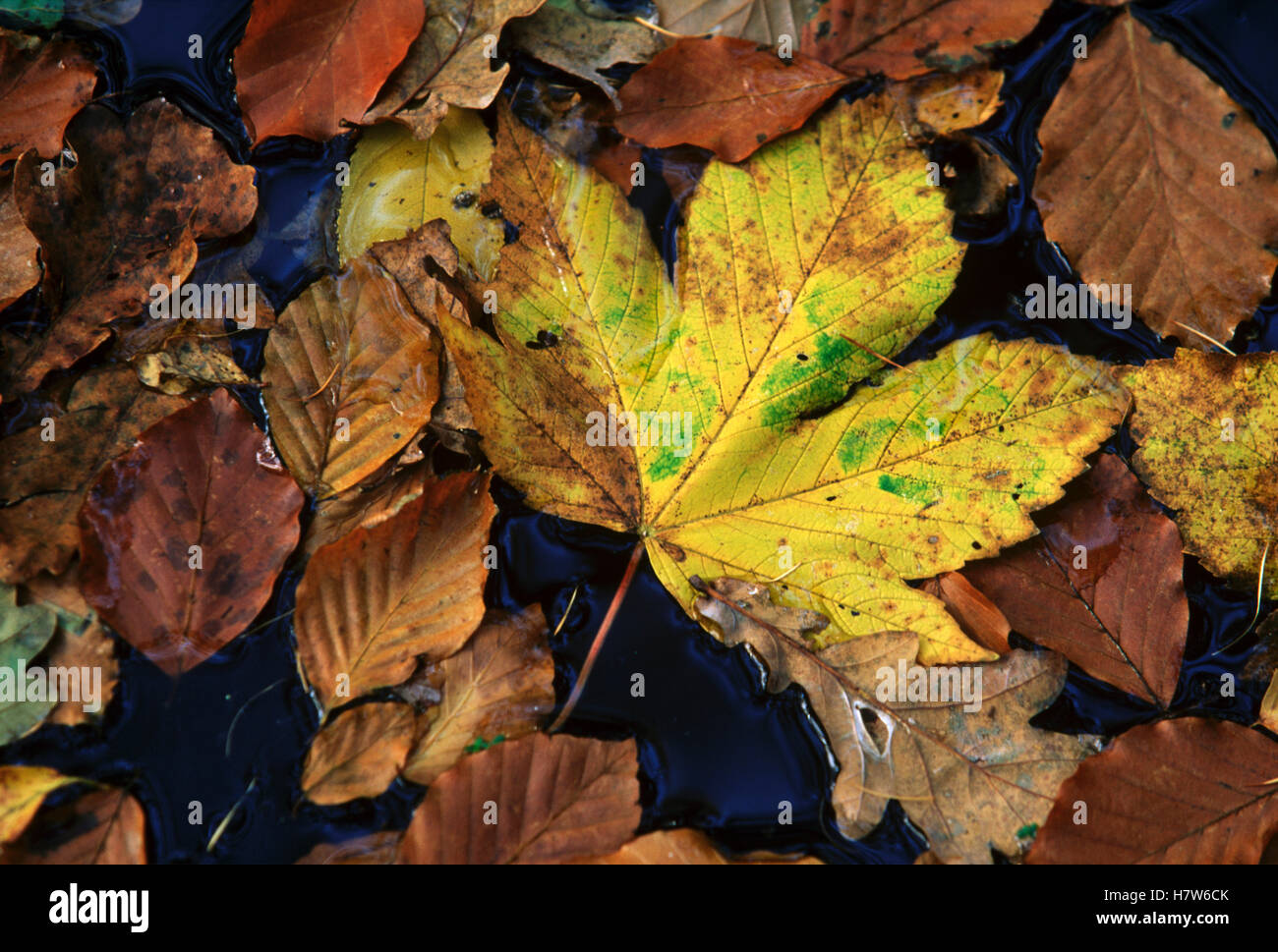 Maple (Acer sp) and other autumn leaves floating in water, Europe Stock Photo - Alamy