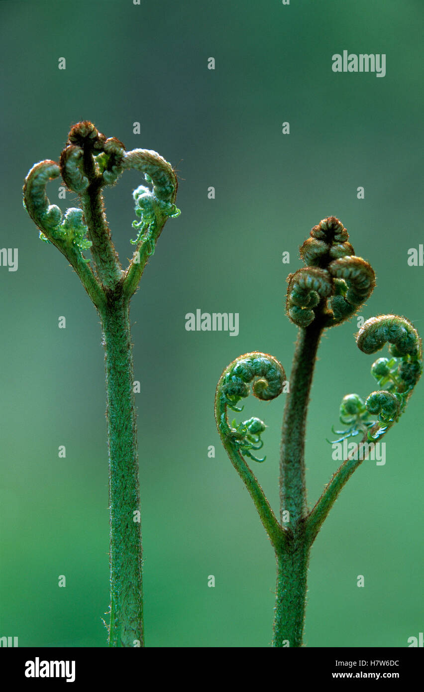 Bracken Fern (Pteridium aquilinum) young fiddleheads opening Stock ...