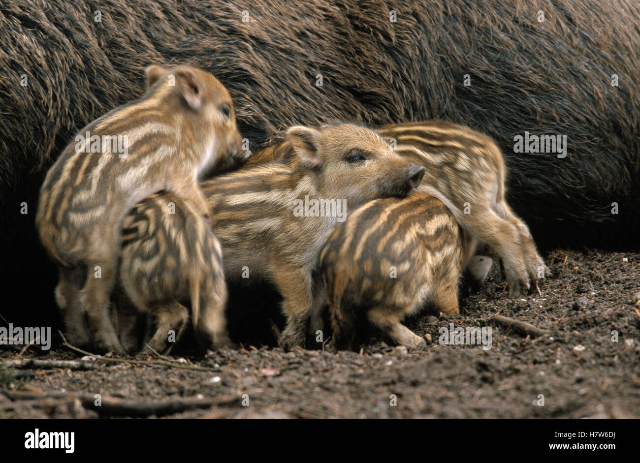 Wild Boar (Sus scrofa) piglets competing to nurse, Europe Stock Photo ...