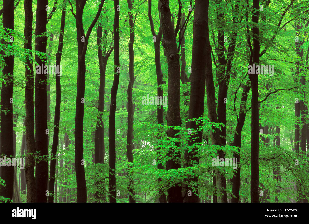 European Beech (Fagus sylvatica) forest in spring, Europe Stock Photo ...