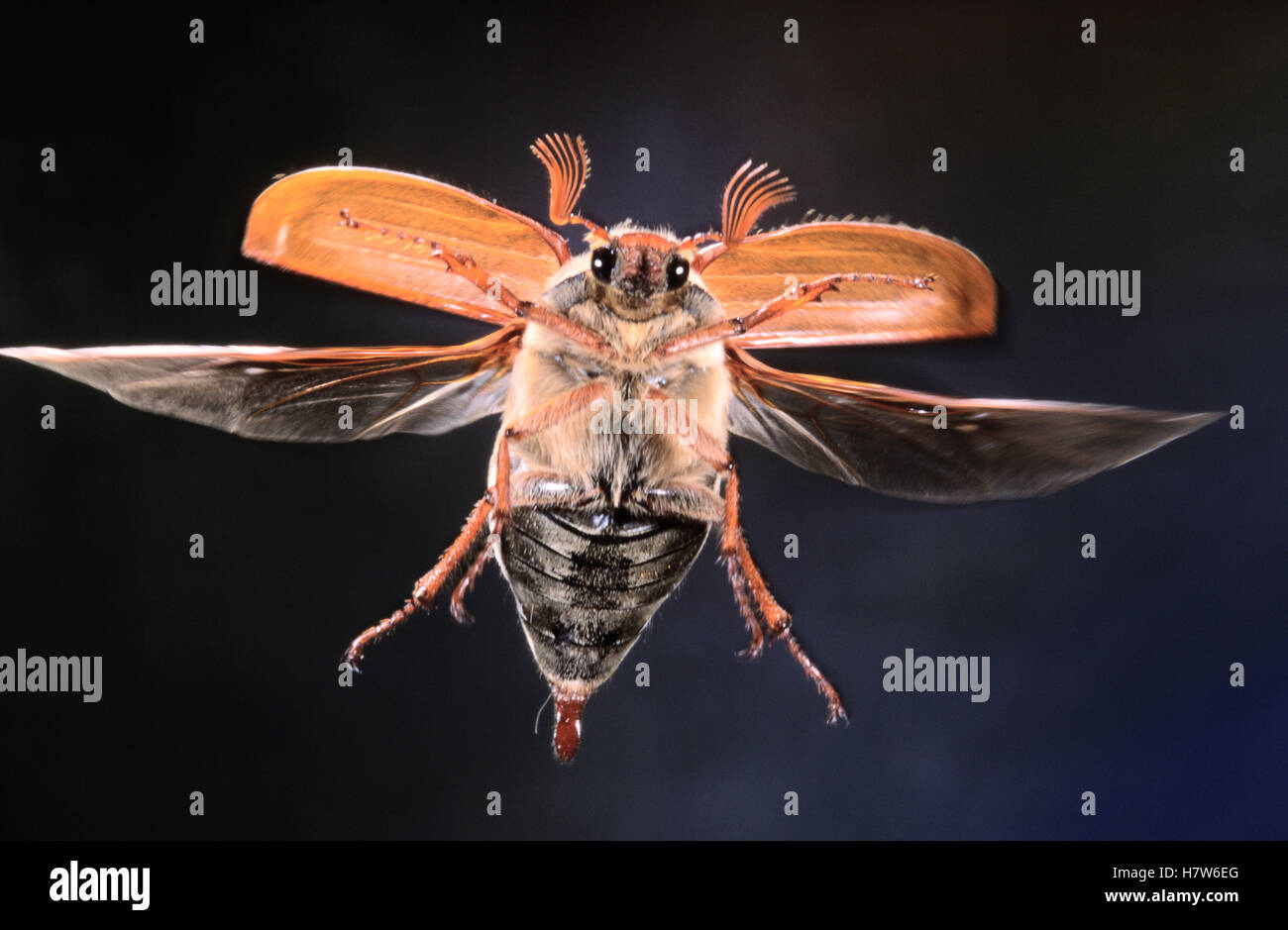 Common Cockchafer (Melolontha melolontha) flying Stock Photo - Alamy
