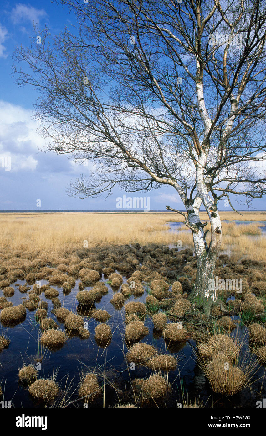 Flooded heath, Dwingelderveld National Park, Ruinen, Netherlands Stock ...