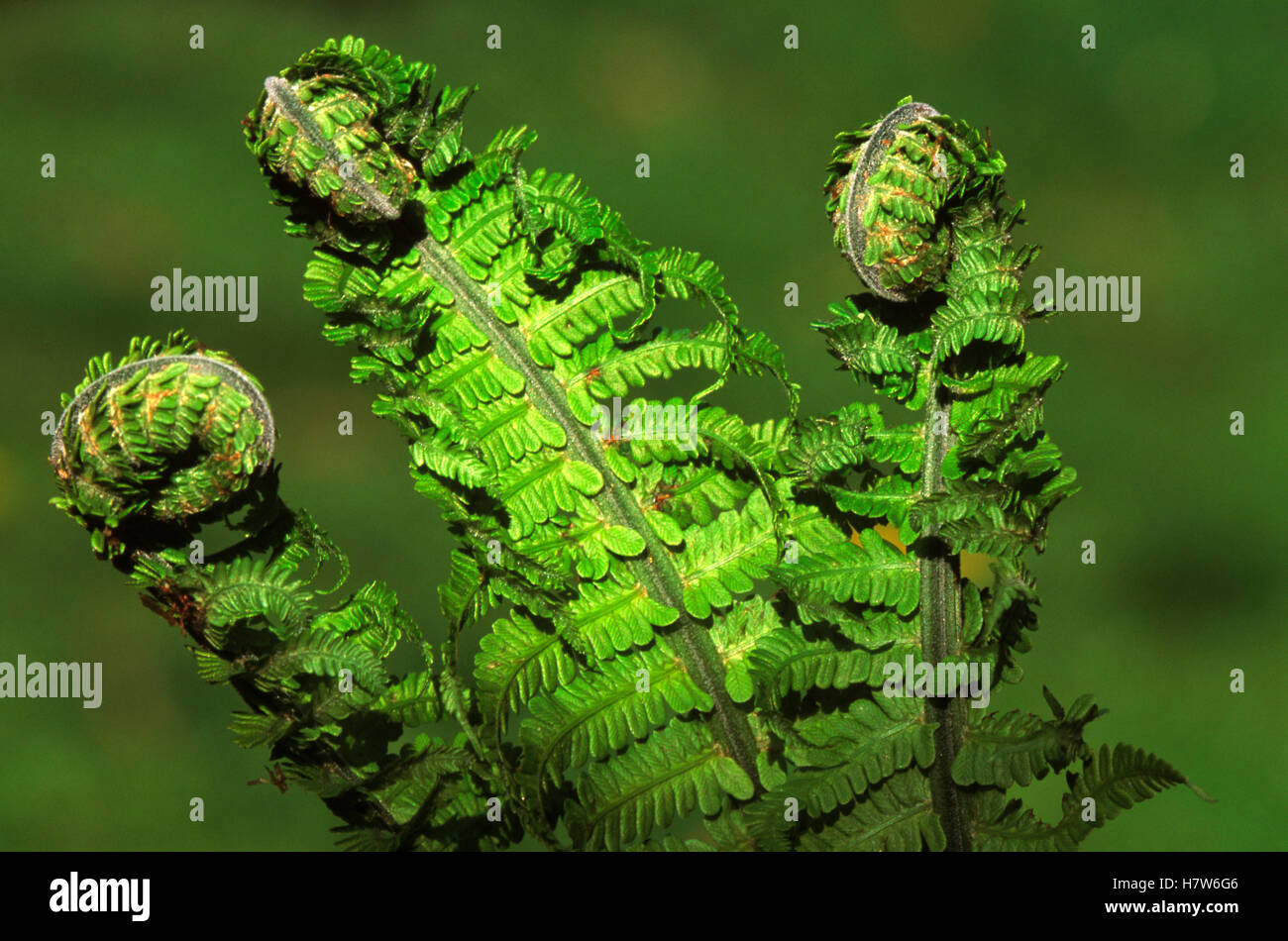 Bracken Fern (Pteridium aquilinum) young fiddleheads opening, world ...