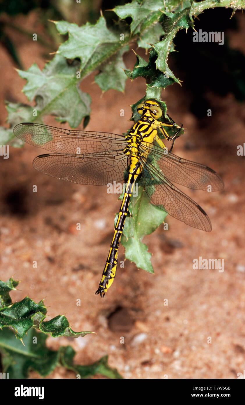 Yellow-legged Dragonfly (Gomphus flavipes) clinging to a leaf ...