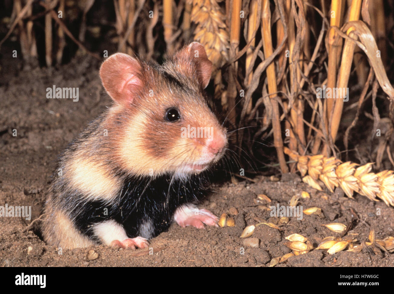Common Hamster (Cricetus cricetus) at burrow with grain Stock Photo - Alamy