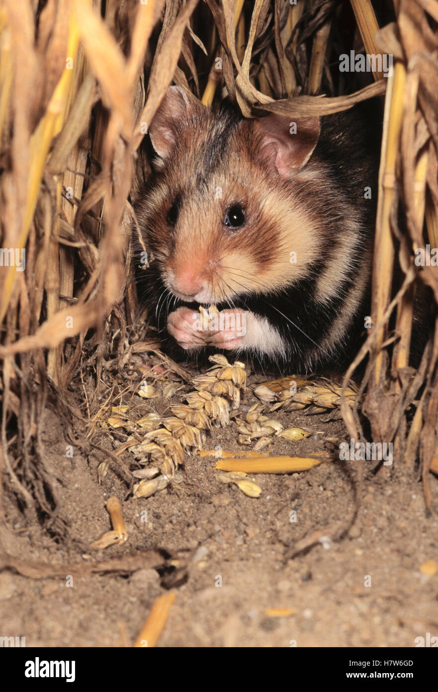 Common Hamster (Cricetus cricetus) feeding on grain Stock Photo - Alamy