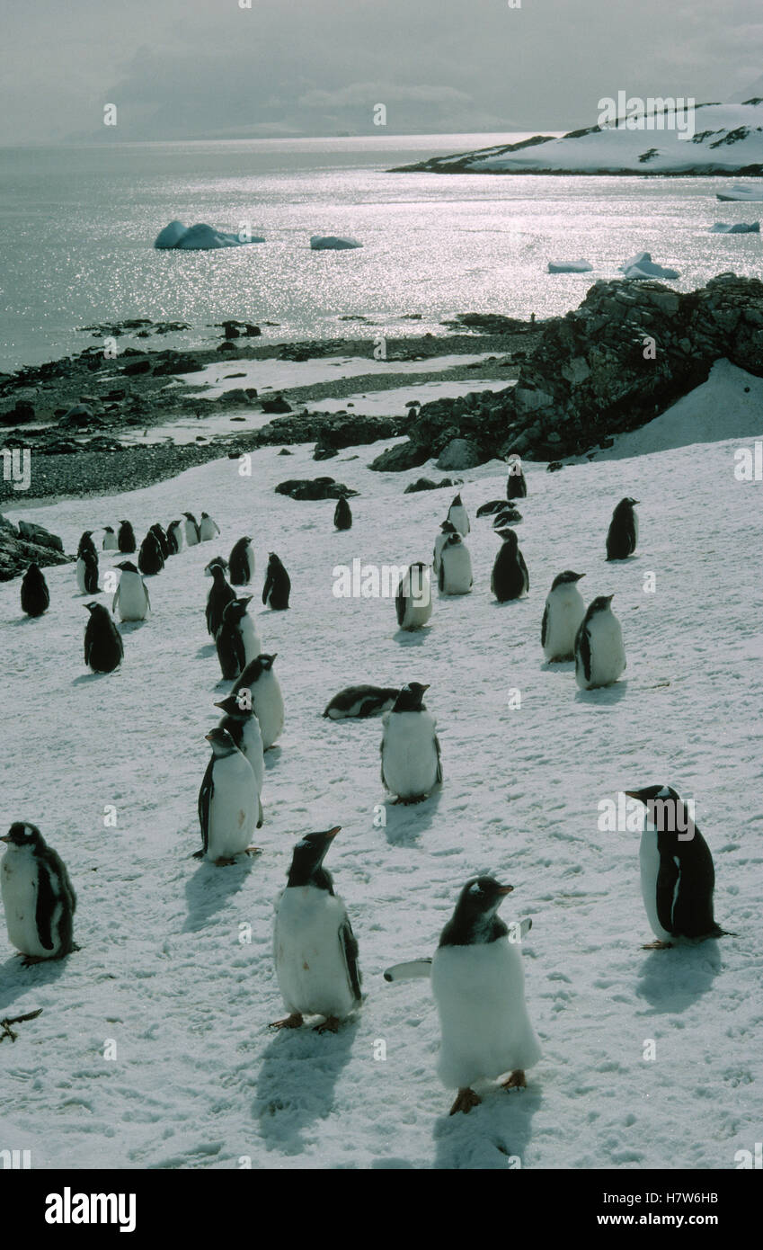 Gentoo Penguin (Pygoscelis papua) rookery, Antarctica Stock Photo - Alamy