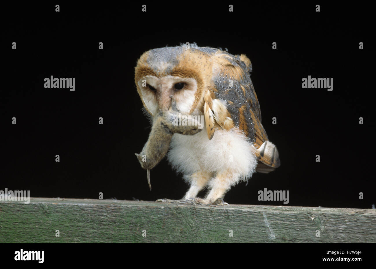 Barn Owl (Tyto alba) with rodent prey, Europe Stock Photo - Alamy