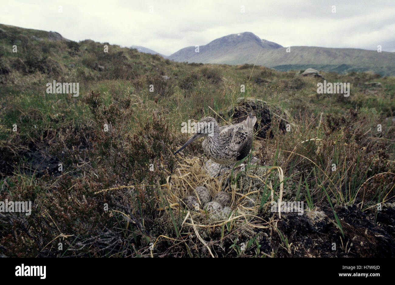 Common Greenshank (Tringa nebularia) adult at ground nest with eggs ...