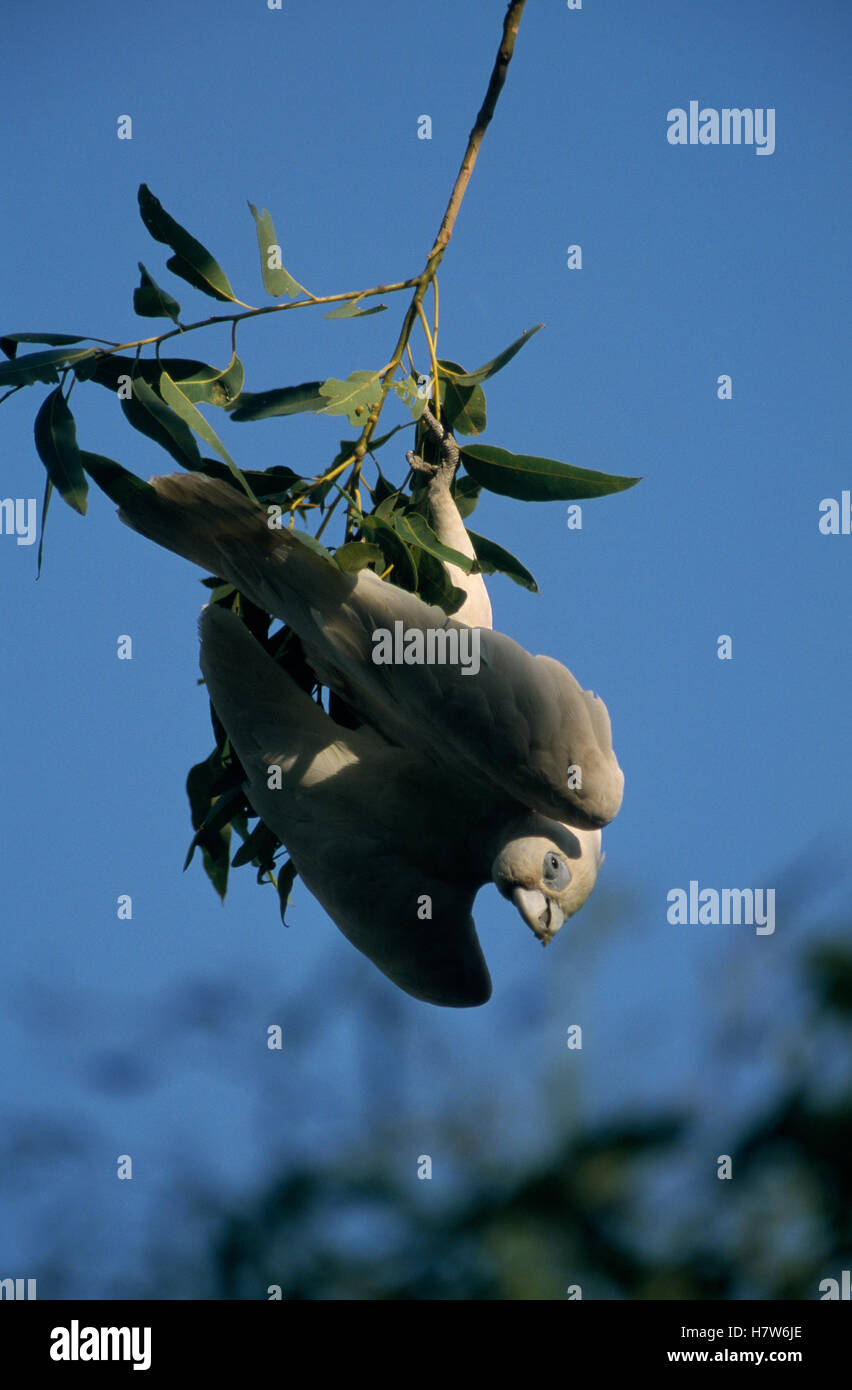 Little Corella (Cacatua sanguinea) displaying, hanging from branch ...