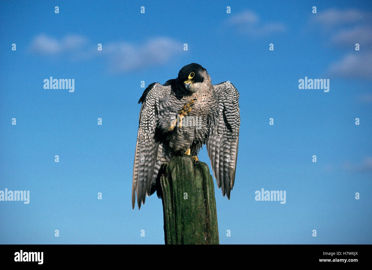 Peregrine Falcon (Falco peregrinus) scratching Stock Photo - Alamy