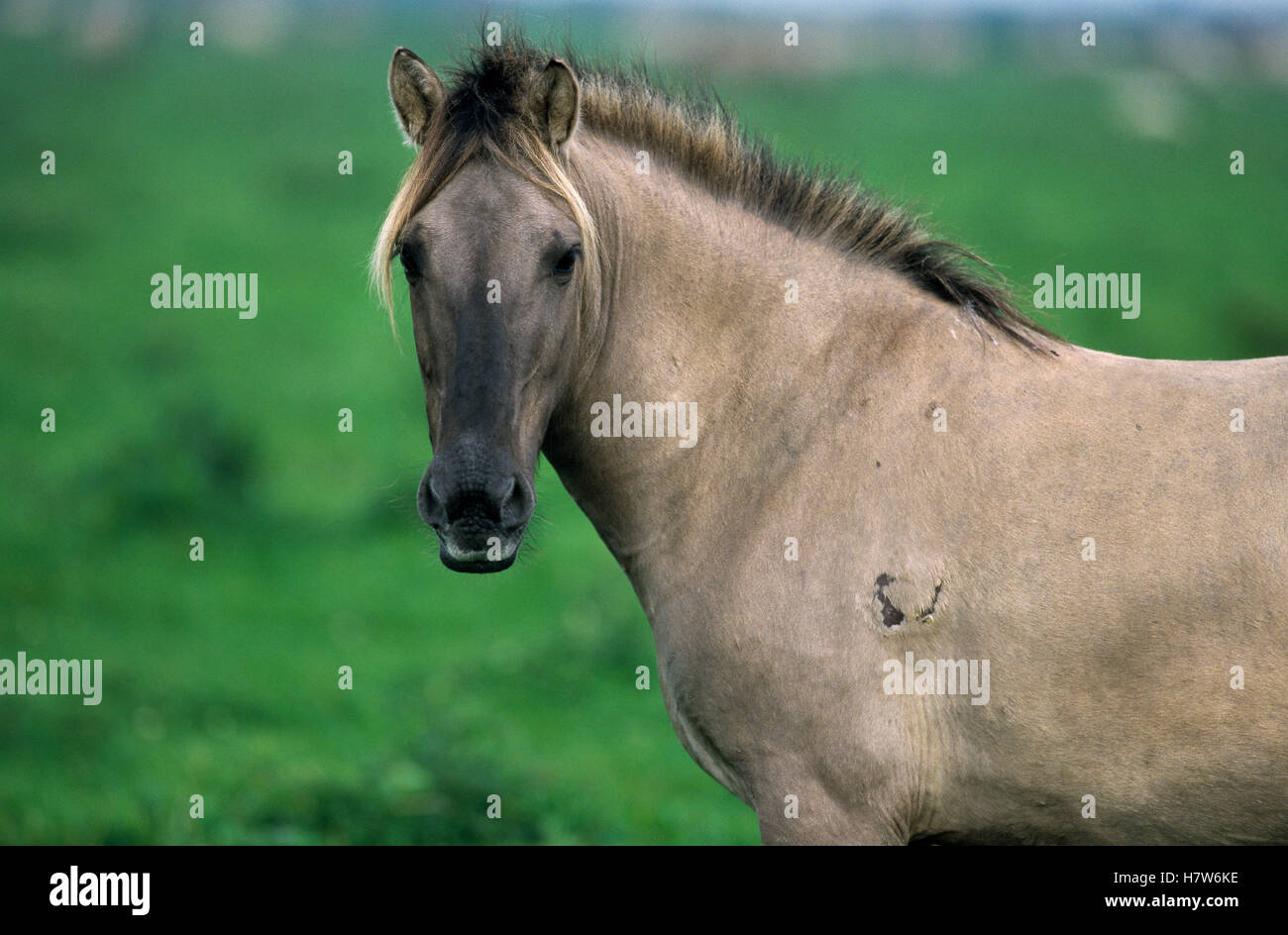 Wild Horse (Equus caballus) portrait, Europe Stock Photo - Alamy