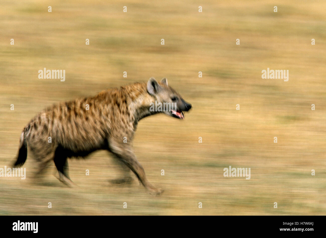 Spotted Hyena (Crocuta crocuta) running, Africa Stock Photo - Alamy