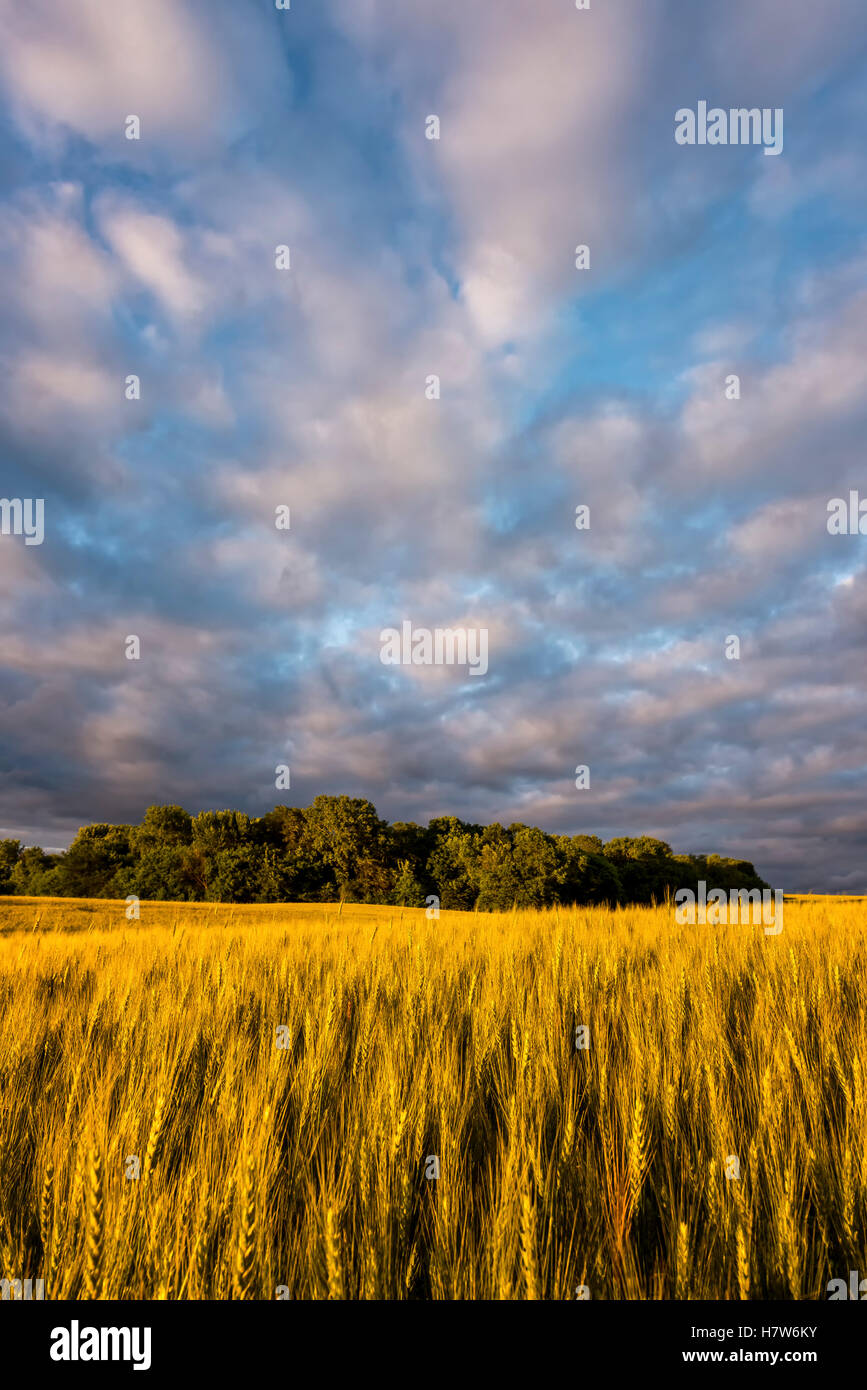 Golden wheat field on the Minnesota Prairie Stock Photo - Alamy