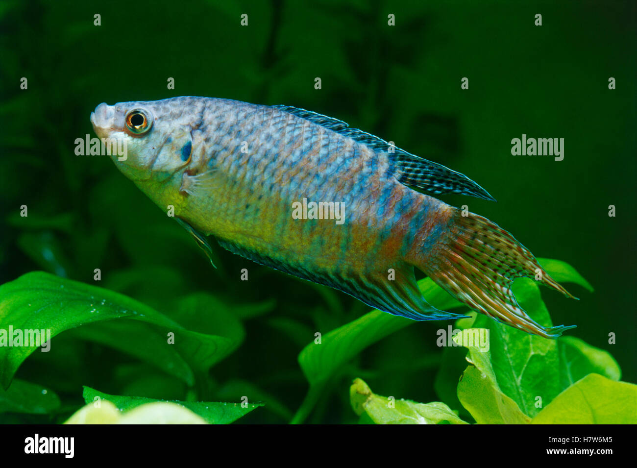 Paradise Fish (Macropodus opercularis) aquarium fish Stock Photo - Alamy
