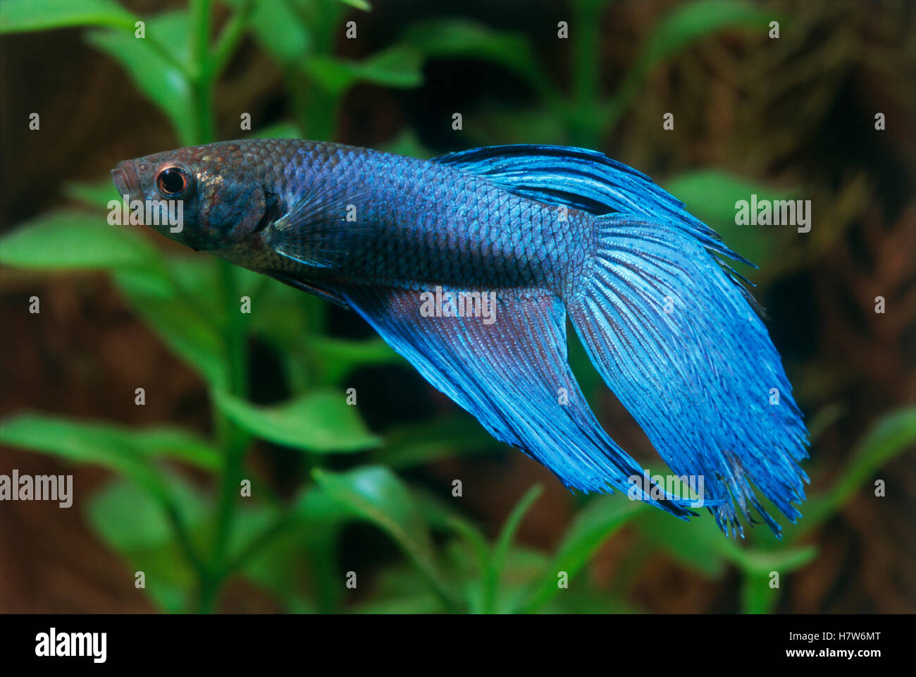 Siamese Fighting Fish (Betta splendens) freshwater aquarium fish Stock ...