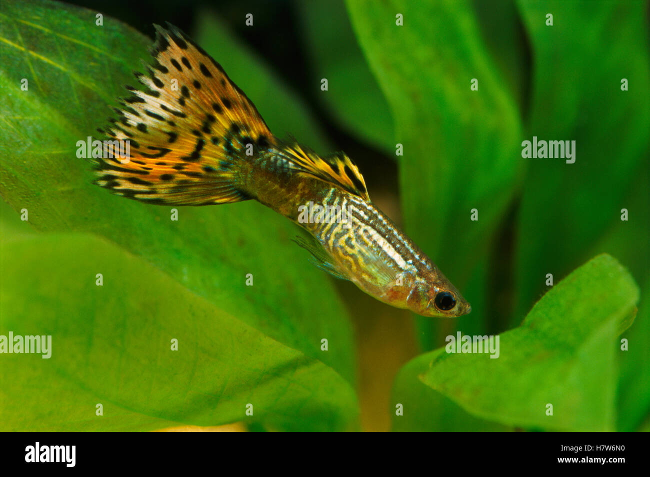 Guppy (Poecilia reticulata) male, freshwater aquarium fish Stock Photo ...