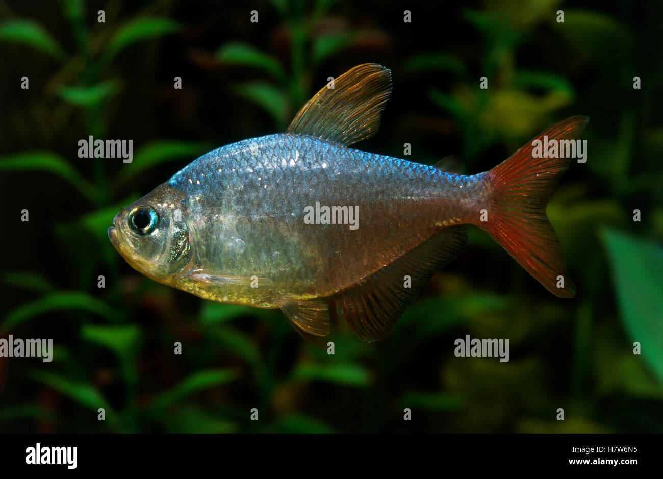 Tetra (Moenkhausia sp) freshwater aquarium fish Stock Photo - Alamy