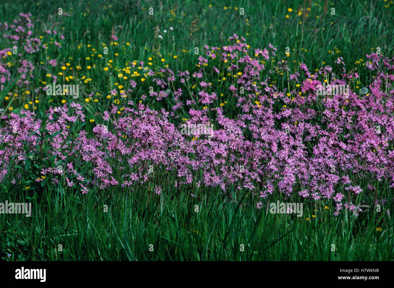 Ragged Robin (Lychnis flos-cuculi) in bloom, perennial Stock Photo - Alamy