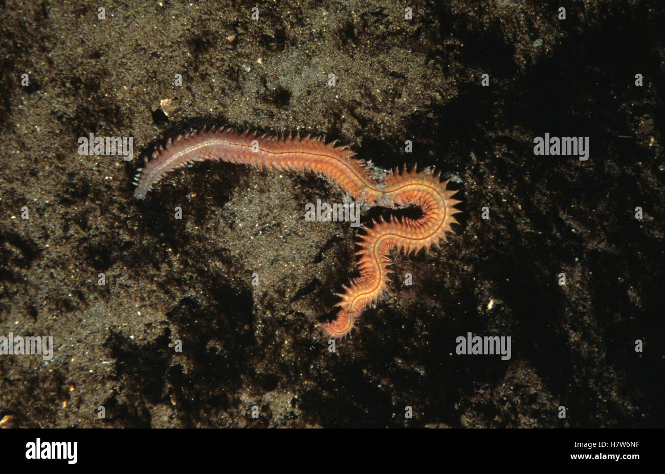 Spinycheek Crayfish (Orconectes limosus) in defensive posture Stock ...