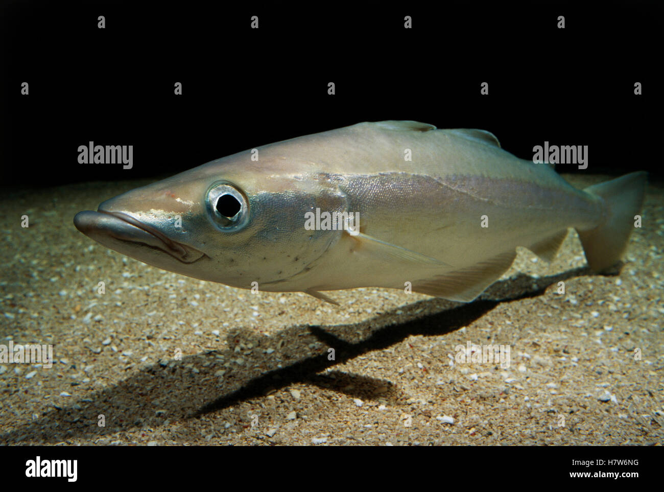 Pollack (Pollachius pollachius) portrait, northeast Atlantic Stock ...