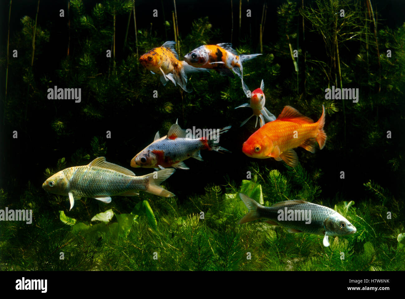 Goldfish (Cyprinidae) freshwater fish Stock Photo - Alamy