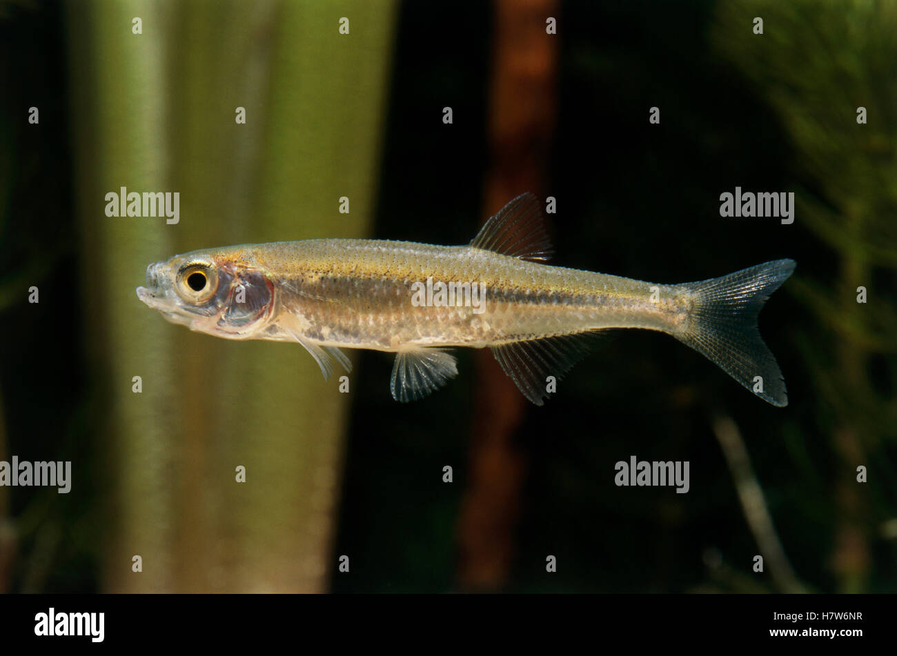 Sunbleak (Leucaspius delineatus) freshwater fish, Europe and Asia Stock ...