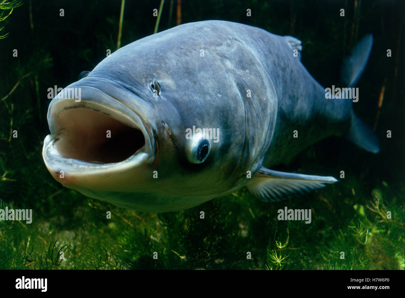 Bighead Carp (Hypophthalmichthys nobilis) with open mouth, native to ...