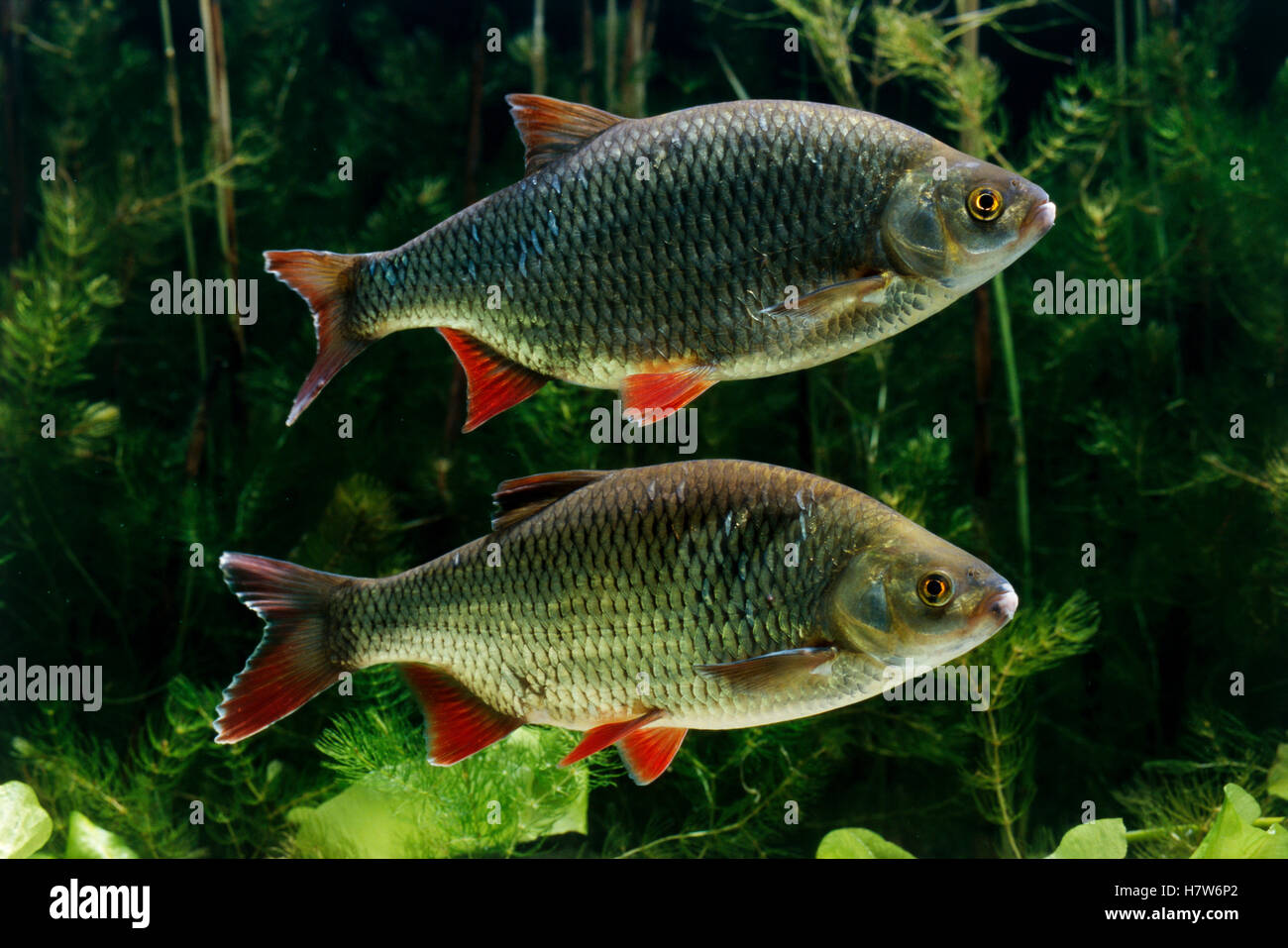 Rudd (Rutilus erythrophthalmus) swimming, freshwater fish, native to ...