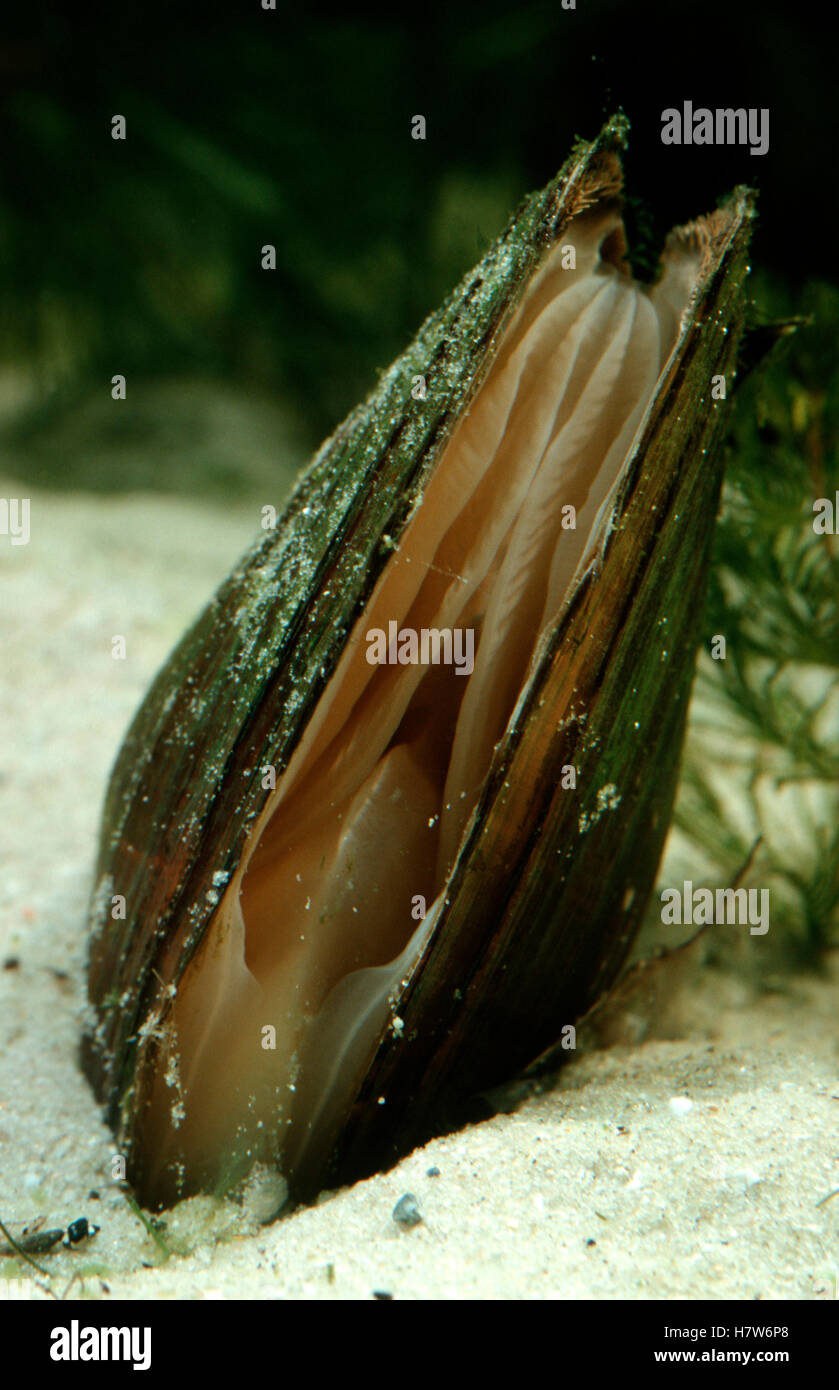 Freshwater Mussel (Anodonta cygnaea) standing in sand of river bottom ...
