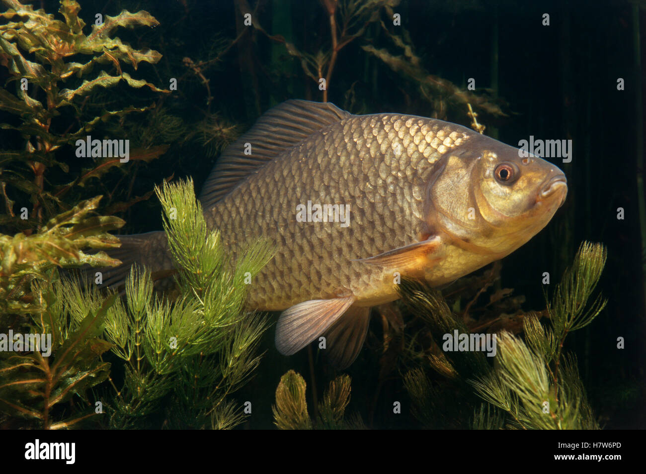 Crucian Carp (Carassius carassius) freshwater fish, Europe and Asia ...