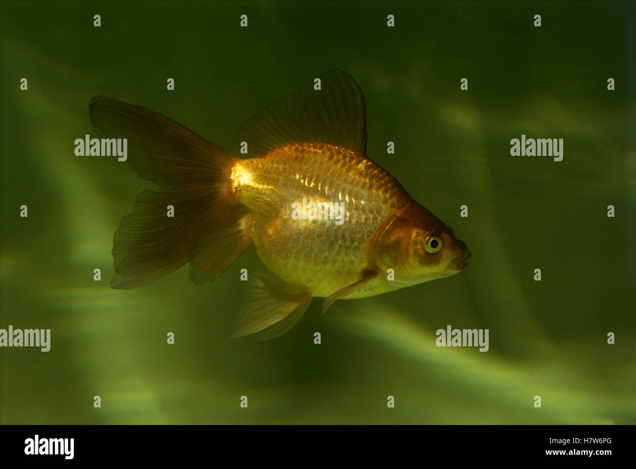 Goldfish (Carassius auratus) freshwater Stock Photo - Alamy