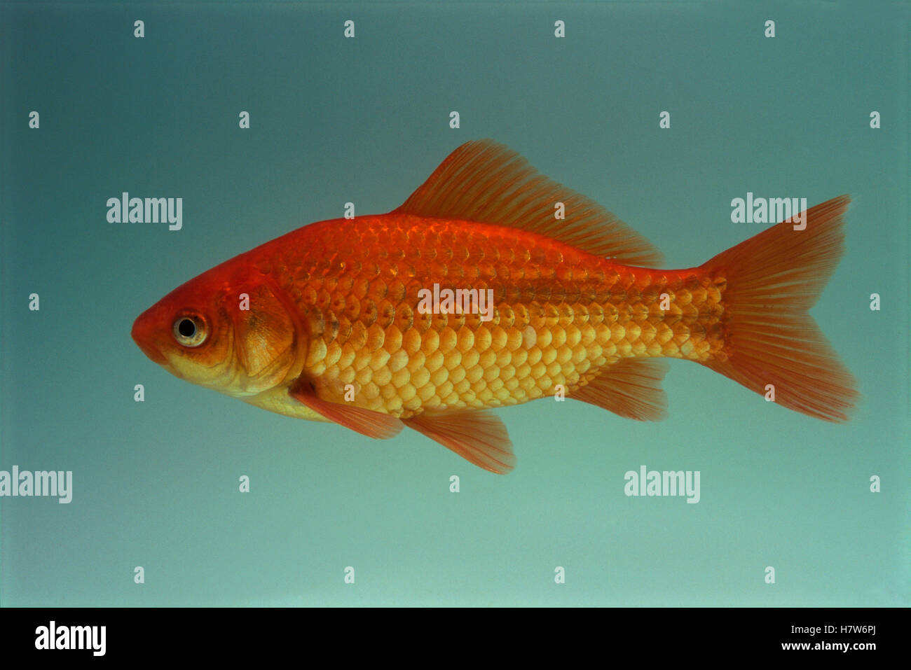 Goldfish (Carassius auratus) portrait Stock Photo - Alamy