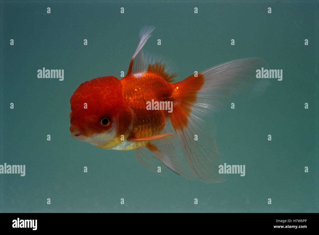 Goldfish (Carassius auratus) freshwater aquarium fish Stock Photo - Alamy