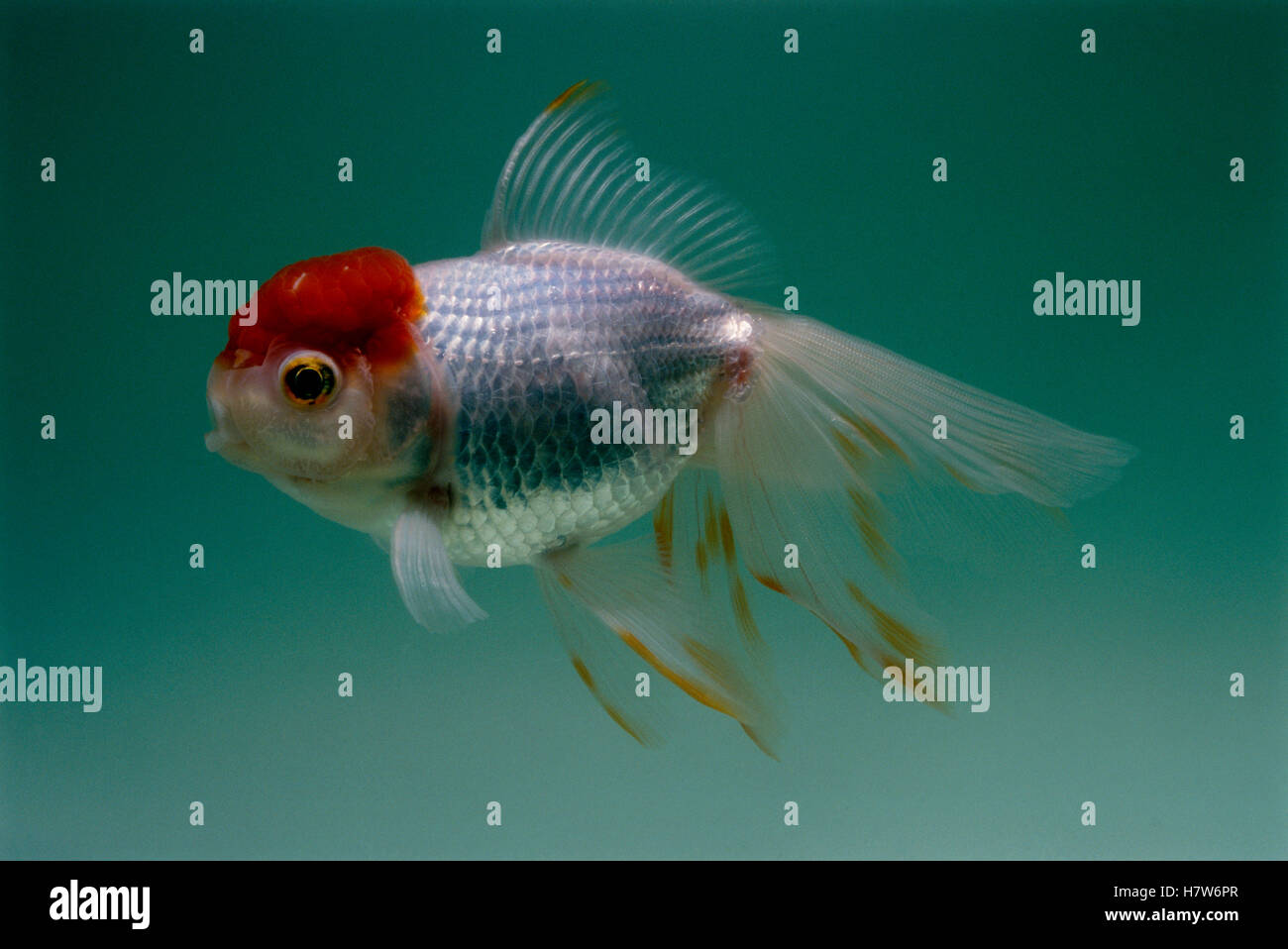 Goldfish (Carassius auratus) freshwater aquarium fish Stock Photo - Alamy