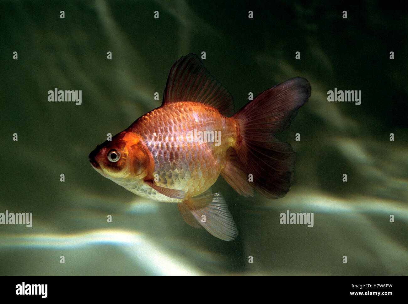 Goldfish (Carassius auratus) freshwater aquarium fish Stock Photo - Alamy