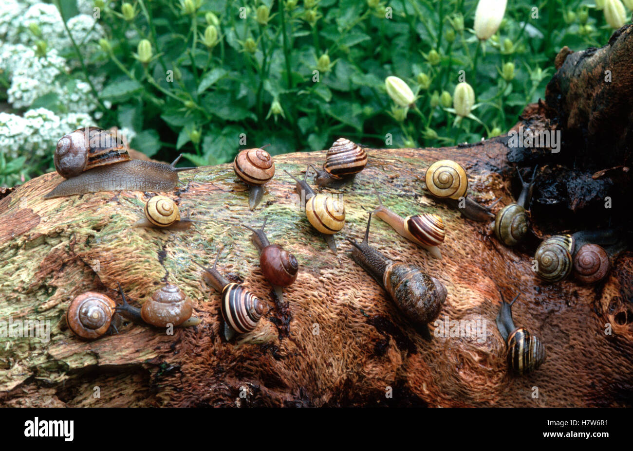 Brown-lipped Snail (Cepaea nemoralis) collected from garden Stock Photo ...