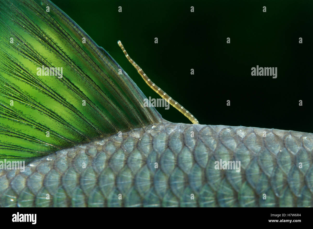 Leech (Piscicola geometra) on host, Europe Stock Photo - Alamy