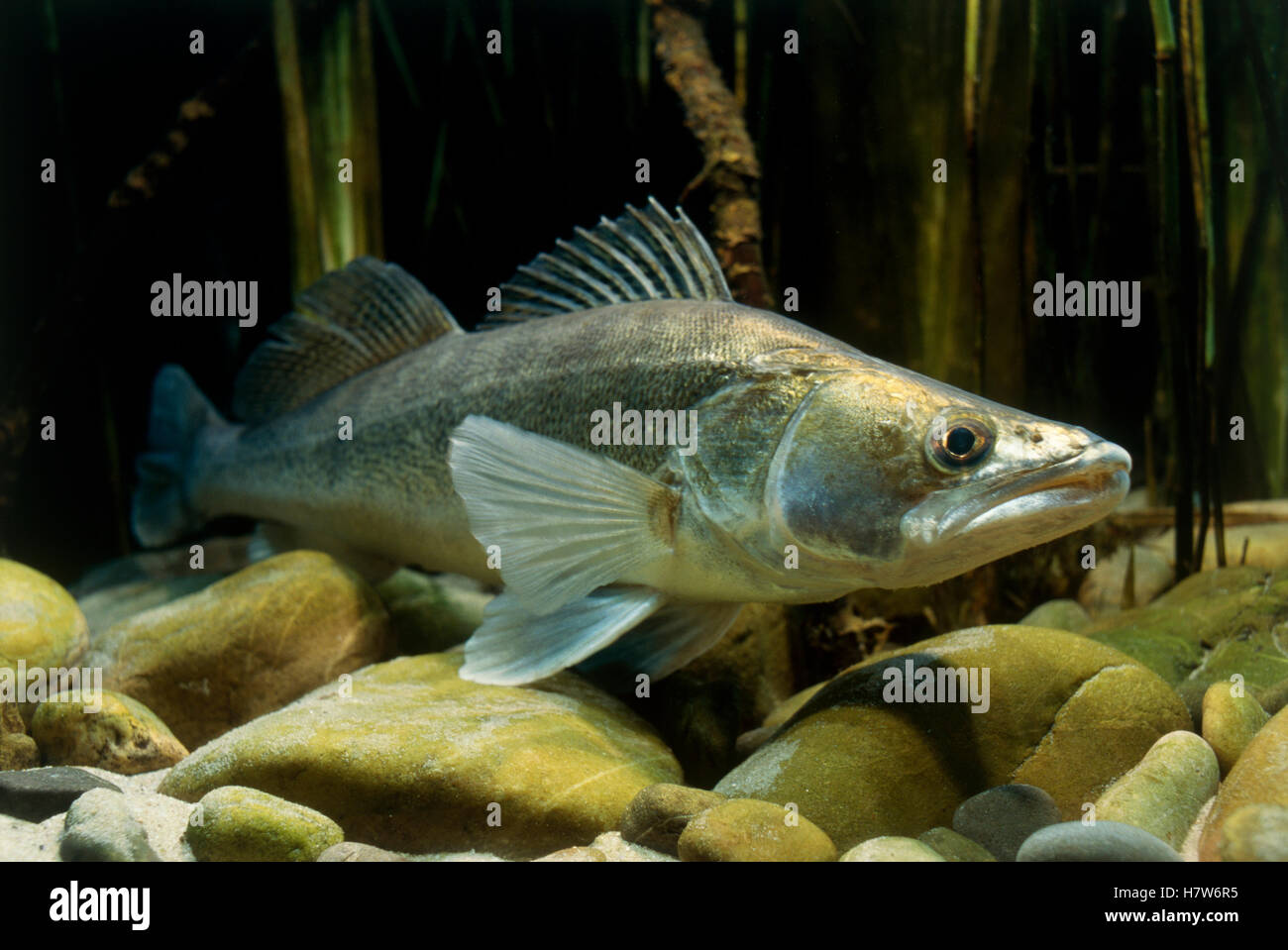 Zander (Lucioperca lucioperca) freshwater fish, Europe Stock Photo - Alamy