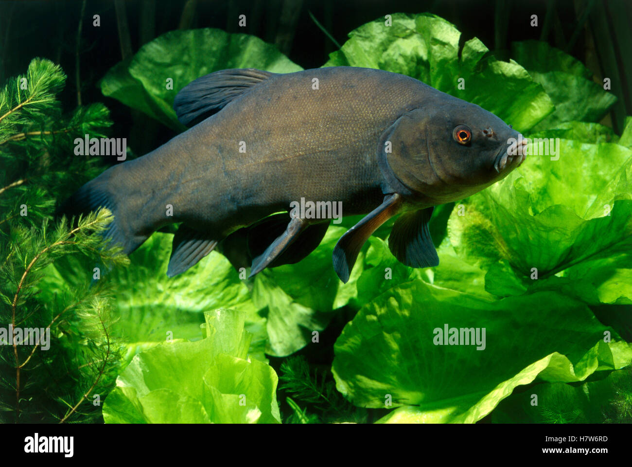 Tench (Tinca tinca) freshwater game species, native to Eurasia Stock ...