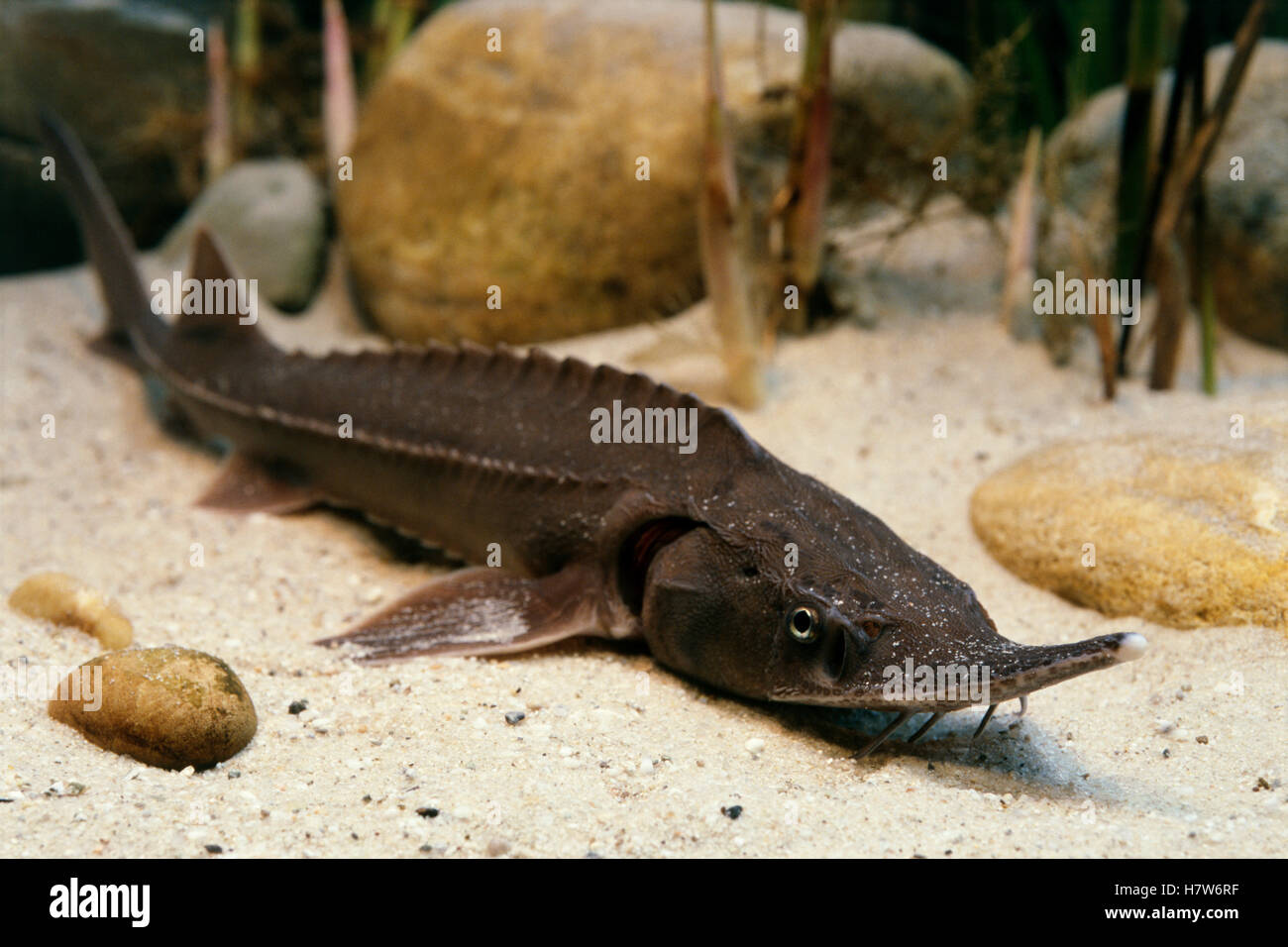 Sterlet (Acipenser ruthenus) freshwater species in Eurasian rivers and ...