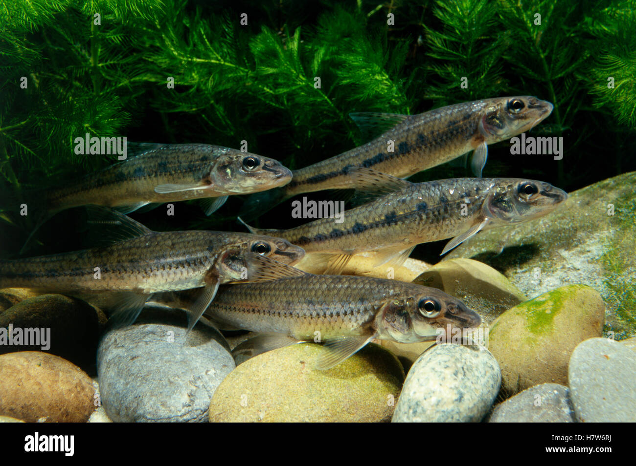 Gudgeon (Gobio gobio) group swimming underwater, freshwater fish ...