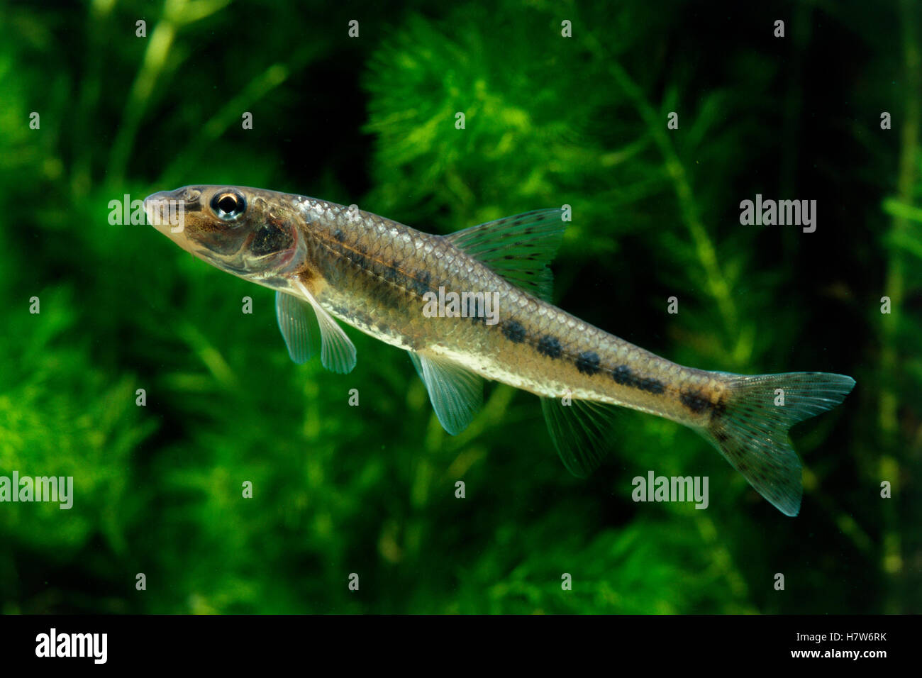 Gudgeon (Gobio gobio) swimming underwater, freshwater fish commonly ...