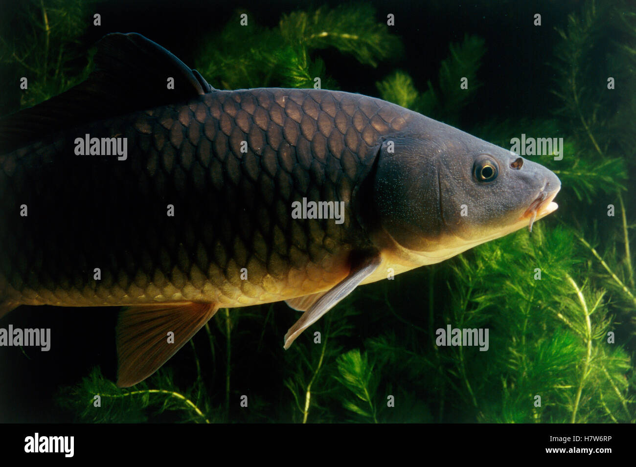 European Carp (Cyprinus carpio) adult swimming underwater, Asia ...