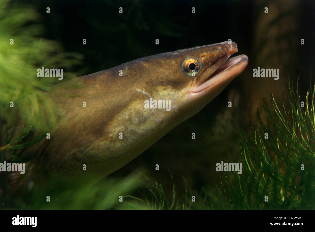 European Eel (Anguilla anguilla) portrait, North Atlantic, Baltic and ...